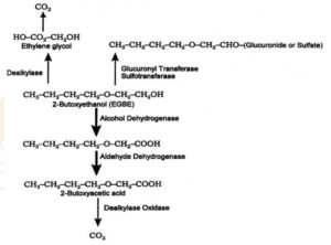 2-BUTOXYETHANOL - ACGIH
