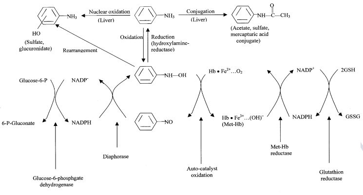 ANILINE (BEI) - ACGIH