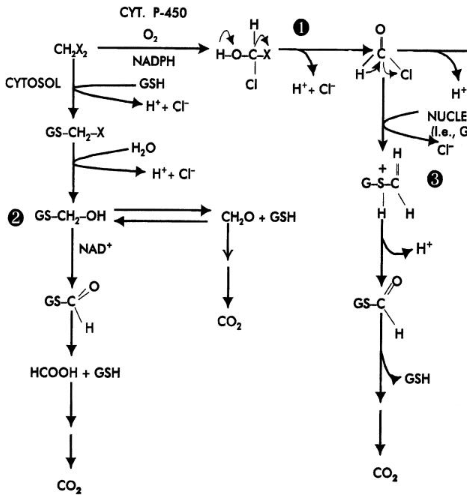 DICHLOROMETHANE - ACGIH